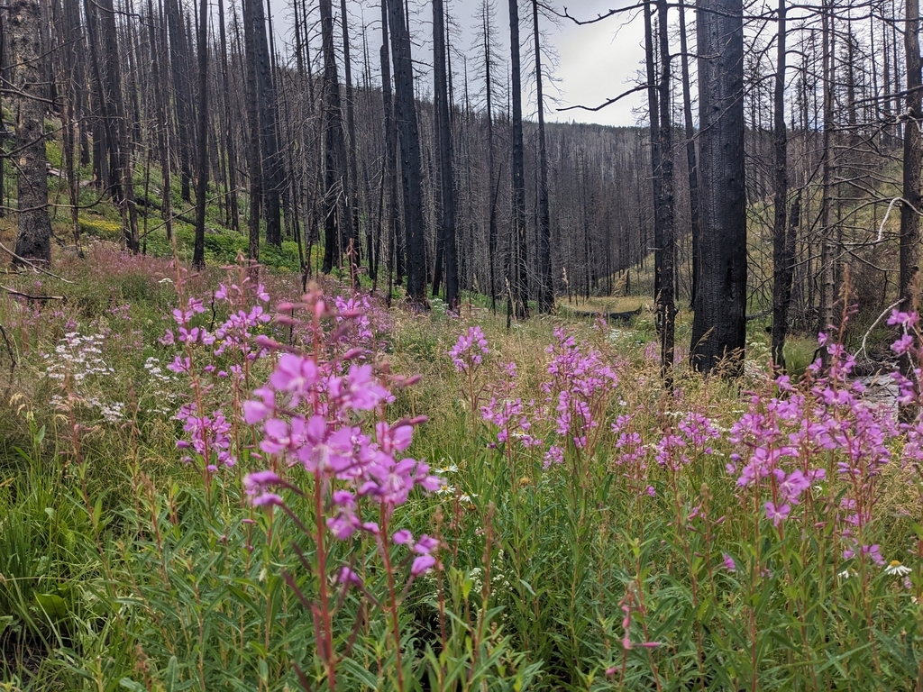 fireweed from Rociada, NM 87742, USA on July 29, 2023 at 01:25 PM by ...
