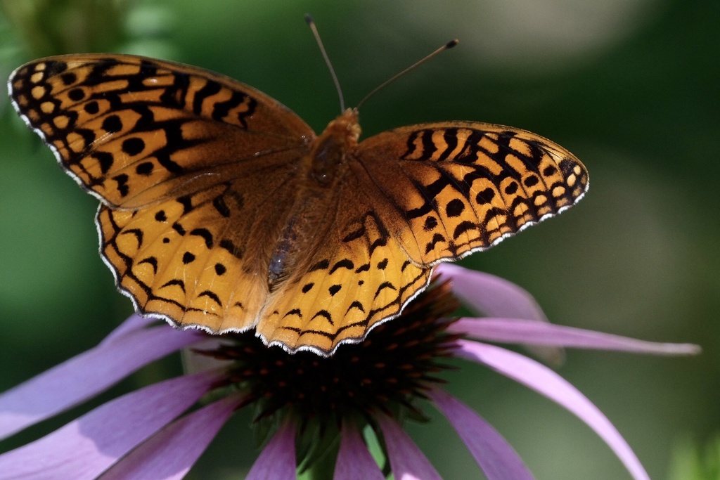 Great Spangled Fritillary from Seneca Ln, Emlenton, PA, US on July 30 ...