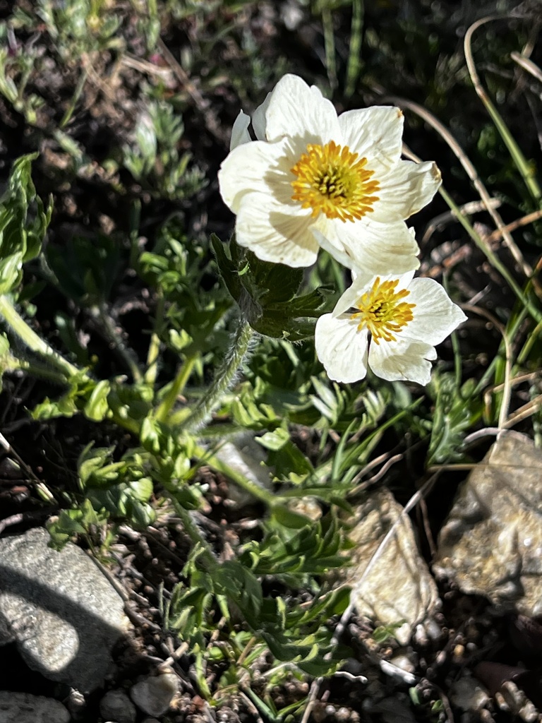 Narcissus-flowered Anemone from Rocky Mountain National Park, Estes ...