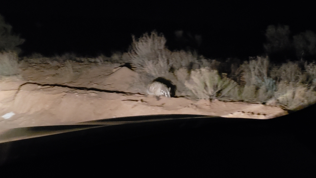 American Badger from Garfield County, UT, USA on June 21, 2018 at 11:04 ...