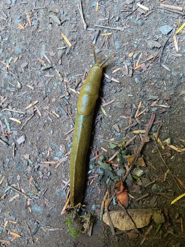 Pacific Banana Slug from North Admiral, Seattle, WA, USA on July 30 ...