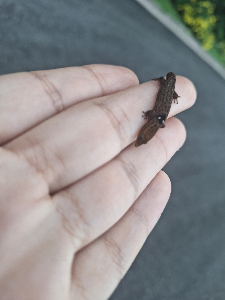 Big-scaled least gecko from Tortugo, San Juan, Puerto Rico on July 30 ...