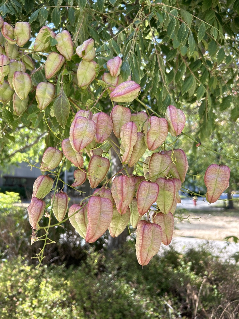 golden rain tree from The University of British Columbia, Greater ...