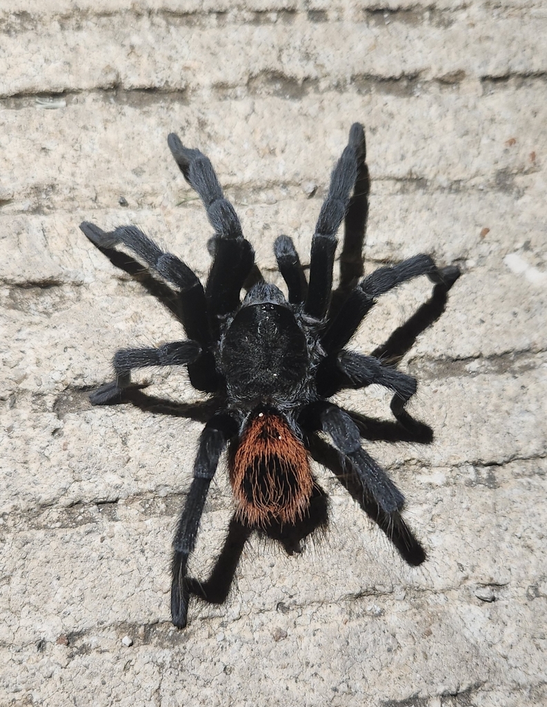 Yucatán Rust-rump Tarantula in July 2023 by lc_three · iNaturalist