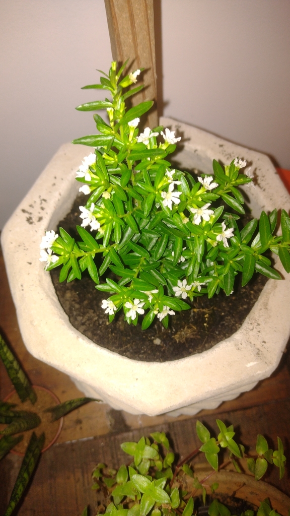 False heather from La Mallette on July 30, 2023 at 08:26 PM by ...