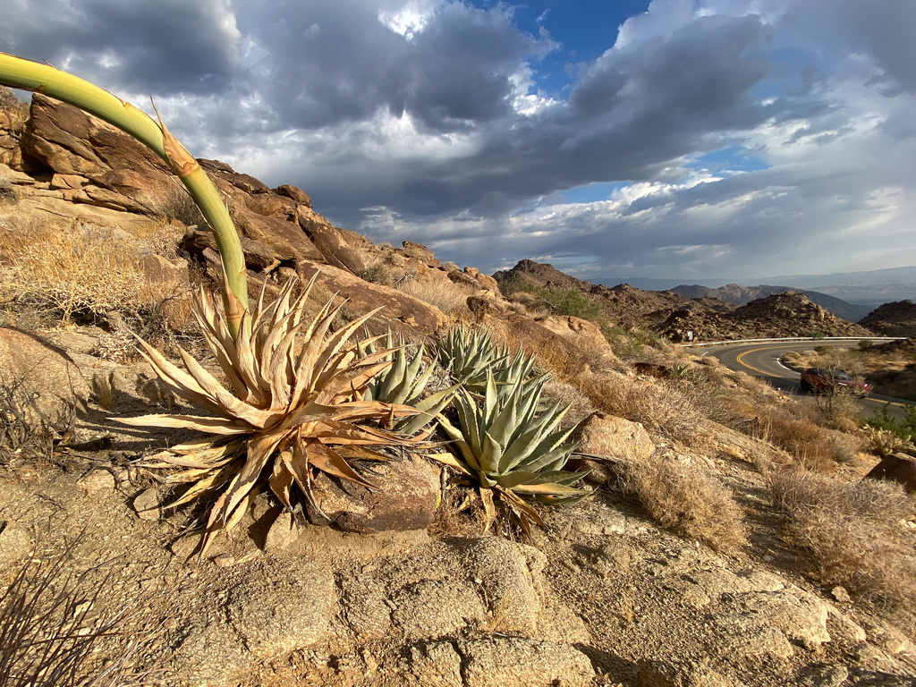 desert agave from Santa Rosa and San Jacinto Mountains National ...