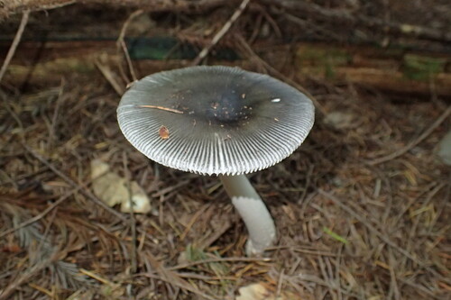 Observations by gandalf33 · iNaturalist