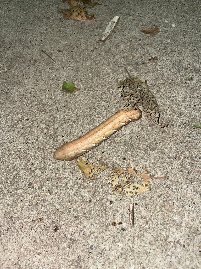 Achemon Sphinx from Colorado State University, Fort Collins, CO, US on ...