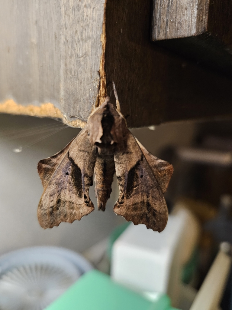 Blinded Sphinx from Fairplains, NC, USA on July 30, 2023 at 10:40 PM by ...