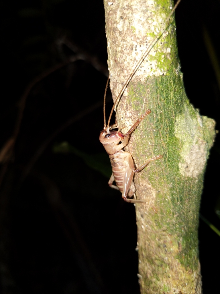 Bulldog Raspy Crickets from Cook, AU-QL, AU on July 28, 2023 at 08:18 ...