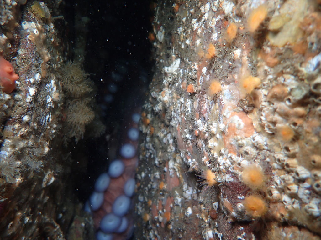 Giant Pacific Octopus from Capital, BC, Canada on July 30, 2023 at 11: ...