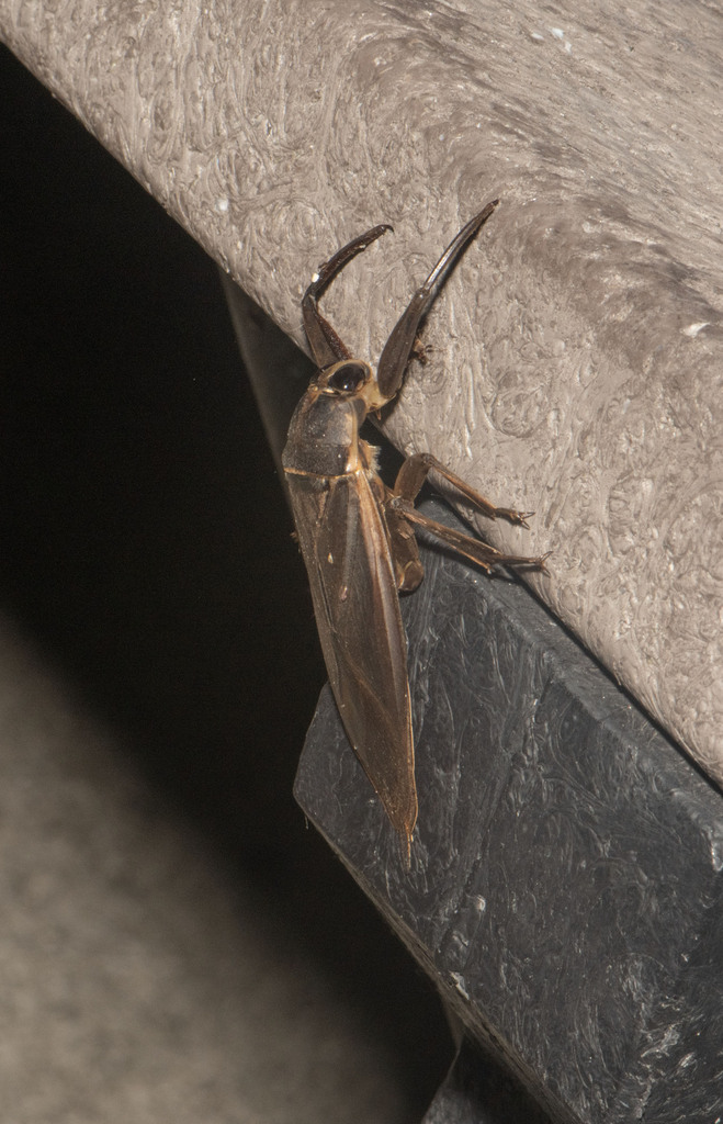 Eastern Toe-biter from 52870 Tamiami Trail E, Ochopee, FL 34141, USA on ...