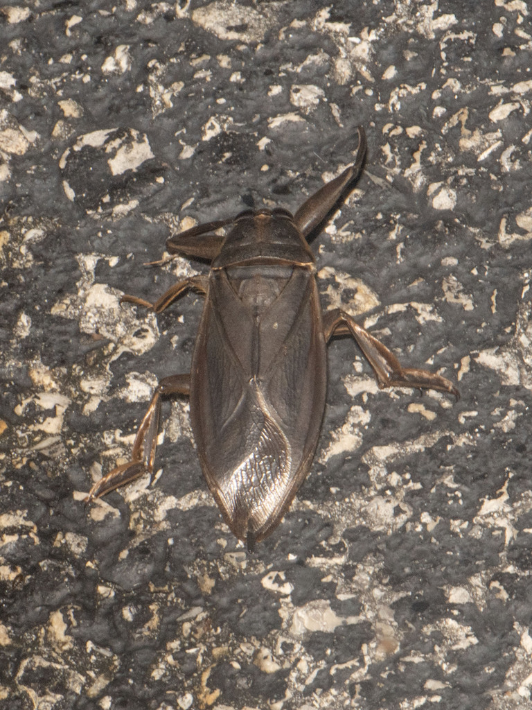 Eastern Toe-biter from 52870 Tamiami Trail E, Ochopee, FL 34141, USA on ...