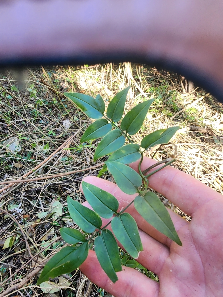 Pink jasmine from Denistone NSW 2114, Australia on July 31, 2023 at 12: ...