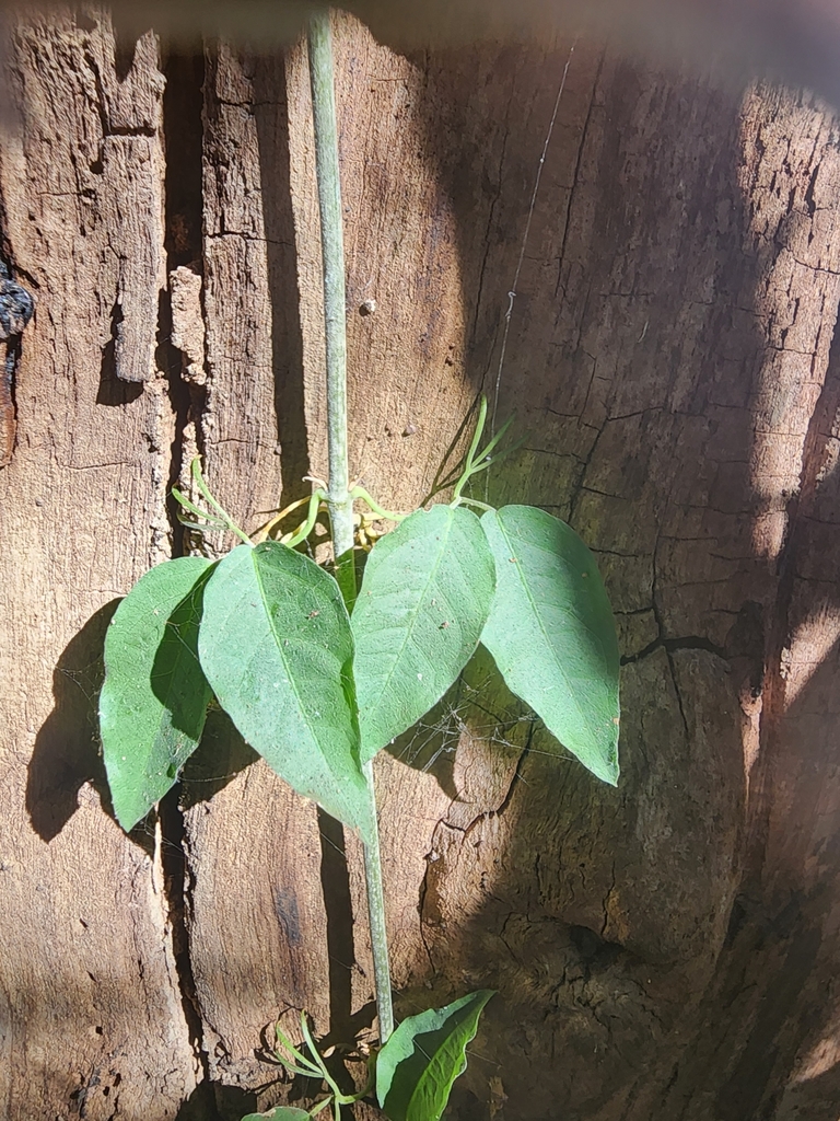 Catclaw vine from Denistone NSW 2114, Australia on July 31, 2023 at 01: ...
