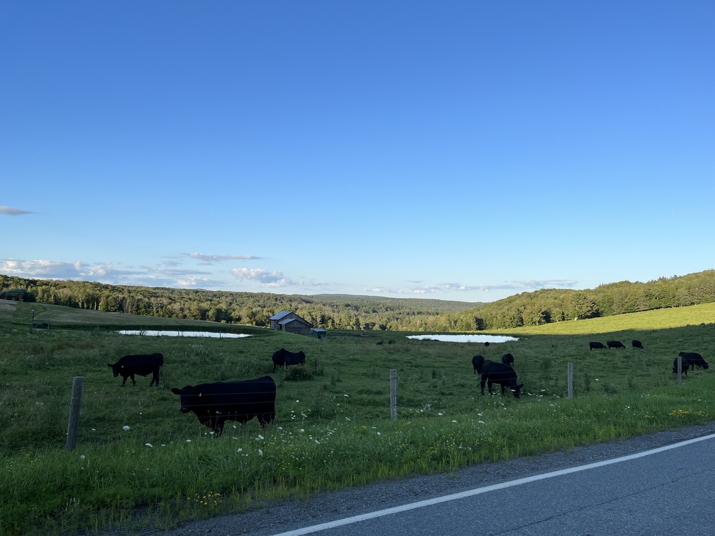 Domestic Cattle from Tirzah Rd, Union Dale, PA, US on July 30, 2023 at ...