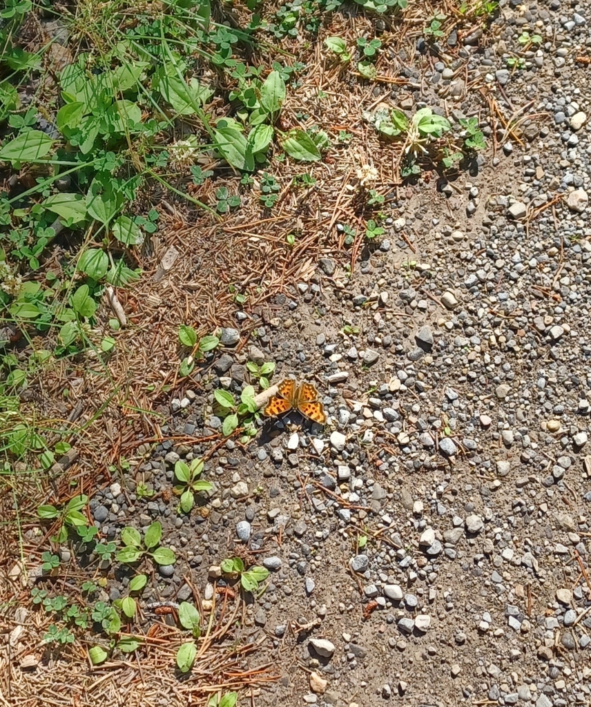 Green Comma from Exshaw, AB T0L 2C0, Canada on July 30, 2023 at 10:50 ...