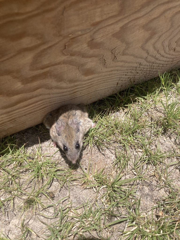 Mexican Woodrat from Aguascalientes, Ags., MX on July 30, 2023 at 01:13 ...