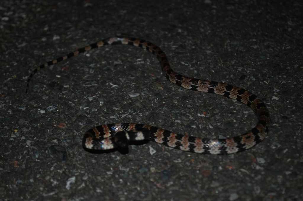 Luding Kukri Snake from 中国四川省雅安市荥经县 on July 2, 2023 at 12:46 PM by ...