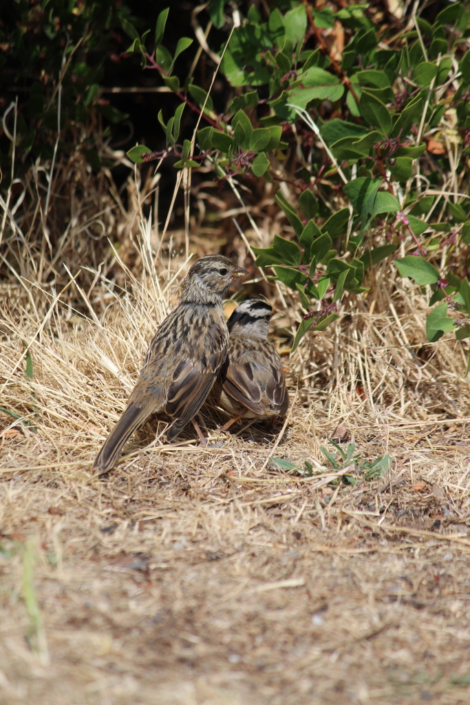 White-crowned Sparrow from SW College St, Seattle, WA, US on July 30 ...
