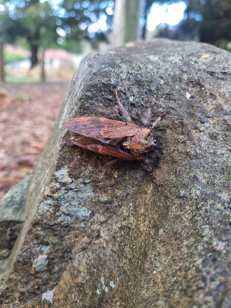 Alpine Hairy Cicada from Kallista PS/Kallista-Emerald Rd, Sherbrooke ...