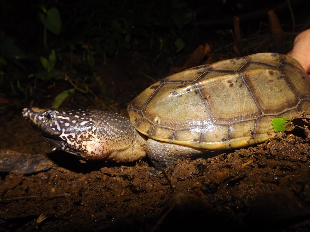 Mexican Giant Musk Turtle from Uxpanapa, Ver., México on June 14, 2018 ...