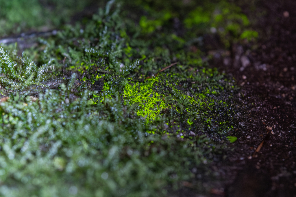 Luminous Moss in July 2023 by Peter Bilovitz · iNaturalist