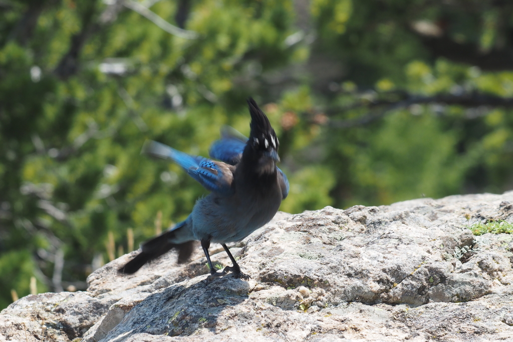 Steller's Jay from Larimer County, Colorado, Spojené státy americké on ...