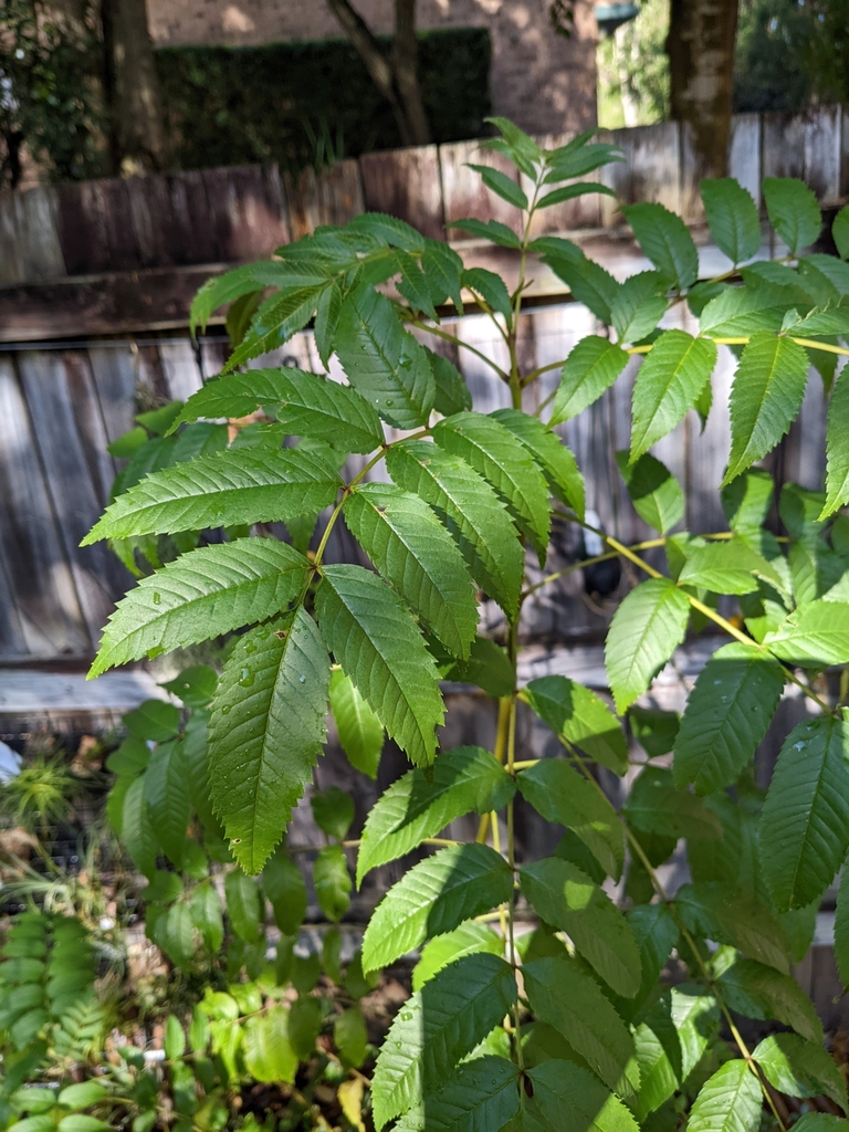 yellow trumpet flower from Telopea NSW 2117, Australia on July 24, 2023 ...