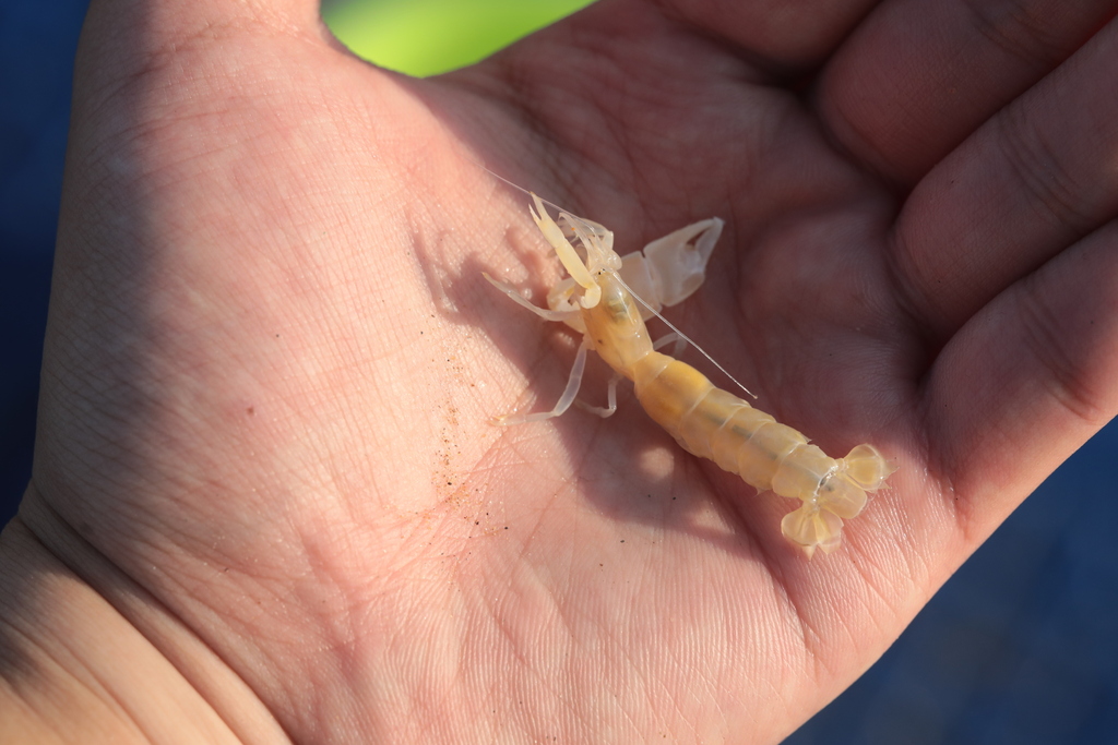 Neotrypaea japonica from 绥中县东戴河 on July 26, 2023 at 06:25 AM by 寒月米狼 ...