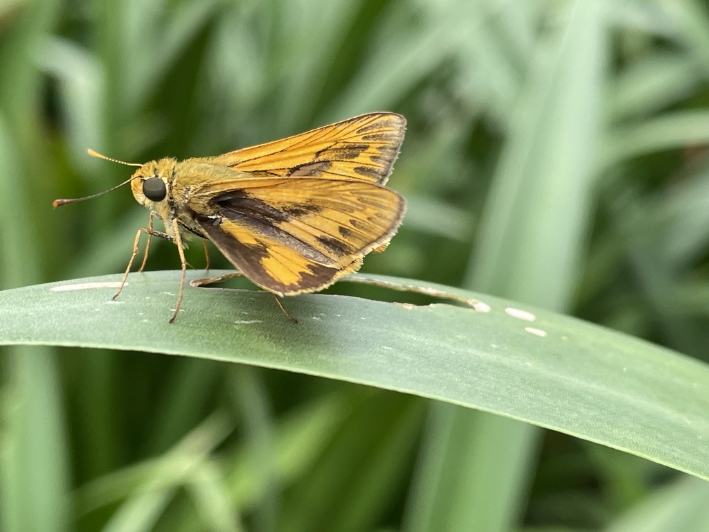Pale Palm Dart from Sarvodaya Buddha Vihar Marg, Mumbai, MH, IN on July ...