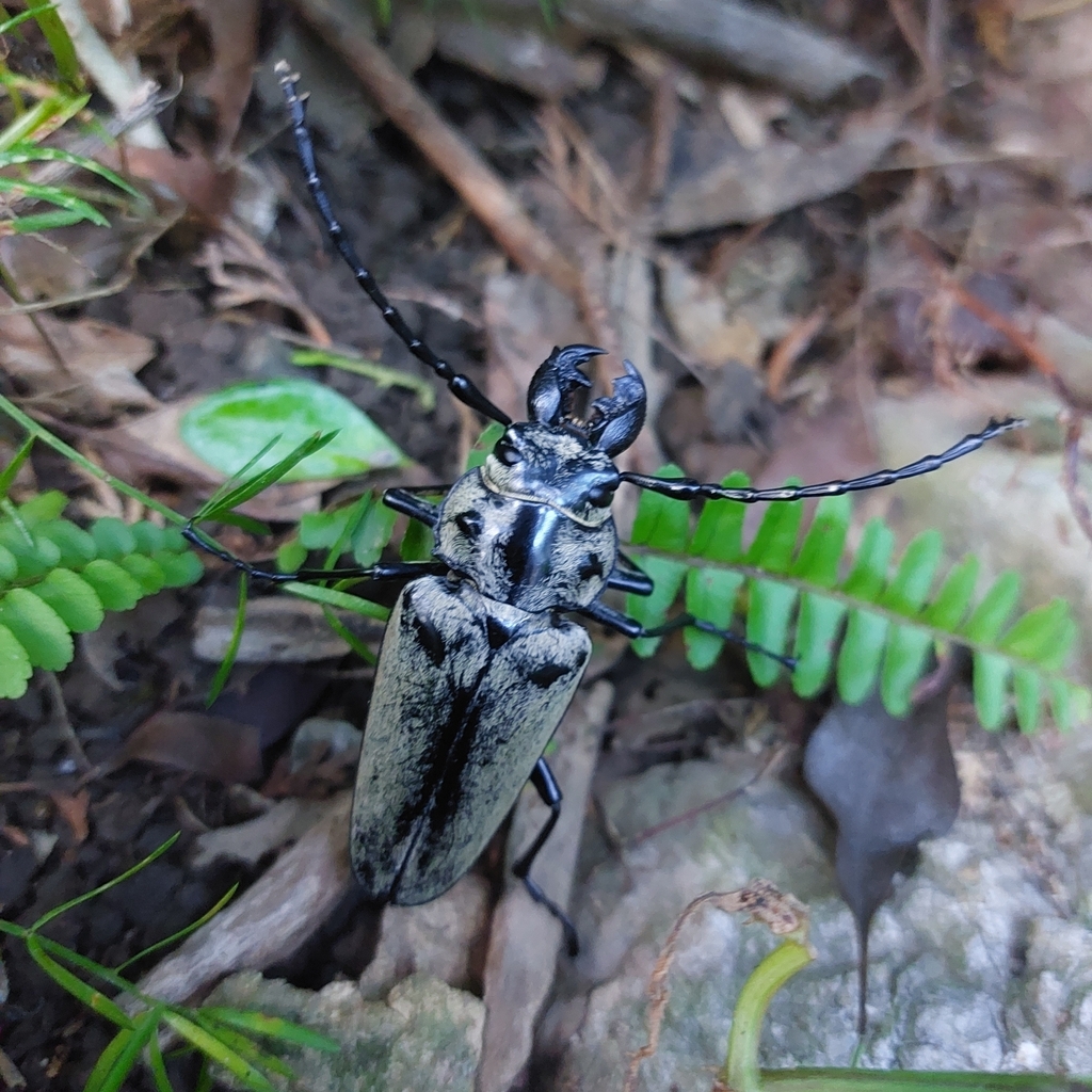 Trictenotoma formosana from 小人國主題樂園 on July 31, 2023 at 06:08 PM by ...