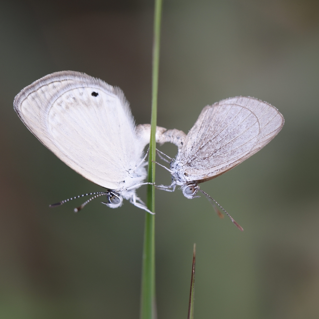 Black-spotted Grass-blue in July 2023 by ch87 · iNaturalist