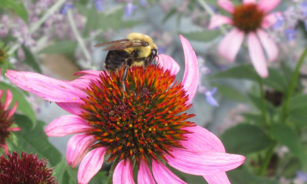Brown-belted Bumble Bee from Windsor on July 30, 2023 at 03:52 PM by ...