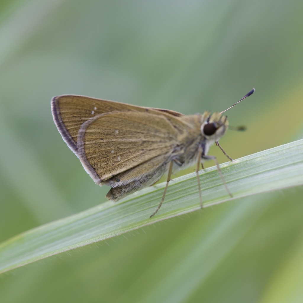 Bevan's Swift in July 2023 by ch87 · iNaturalist