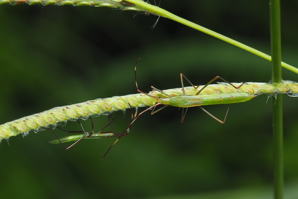 Paddy Bug from 台灣新竹縣 on July 31, 2023 at 09:57 AM by 湯淑珍 · iNaturalist