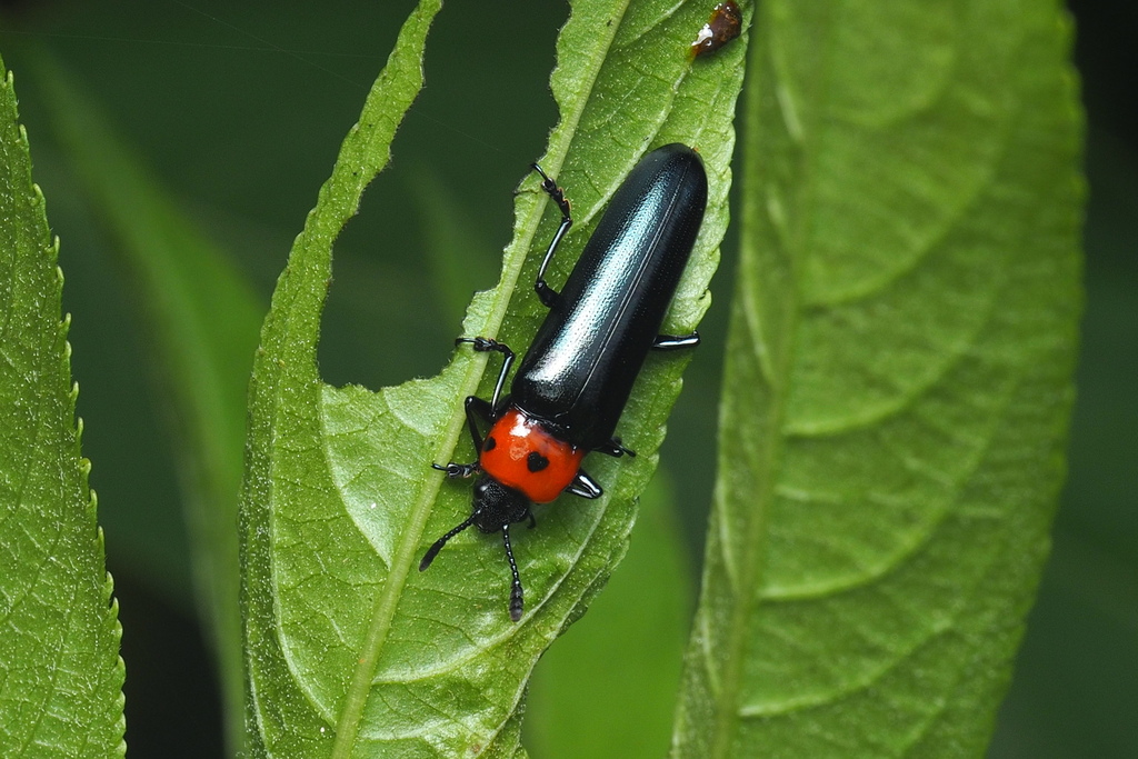 Tetraphala collaris from 台灣新竹縣 on July 31, 2023 at 10:03 AM by 湯淑珍 ...