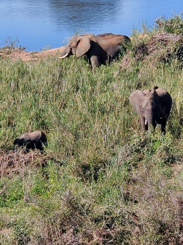 Savannah Elephant in July 2023 by Gert Grobler · iNaturalist