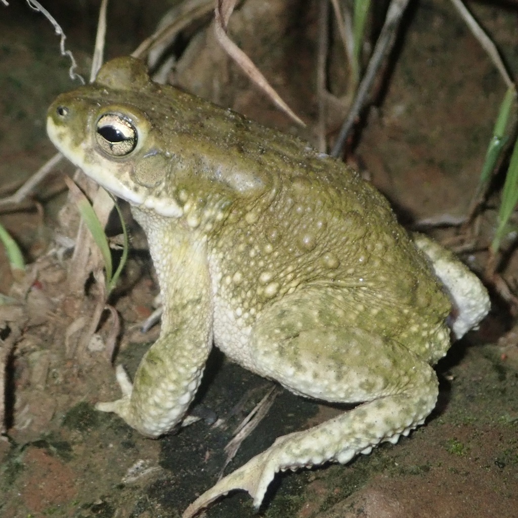Indus Valley Toad from Sanjay Van, New Delhi, Delhi, India on July 30 ...