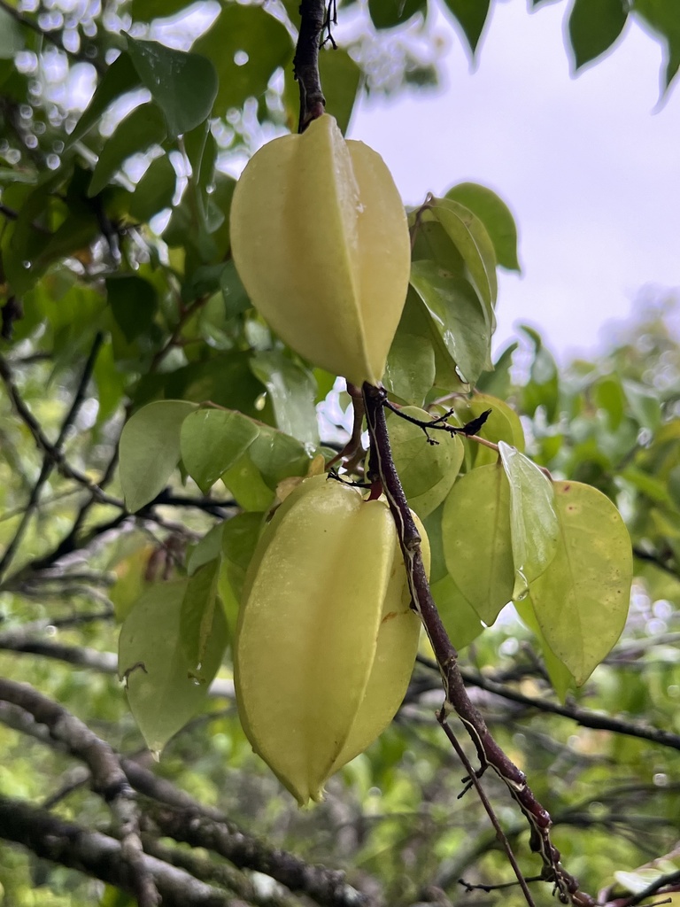 Starfruit from Belize Botanic Gardens, Cayo, BZ on July 18, 2023 at 06: ...