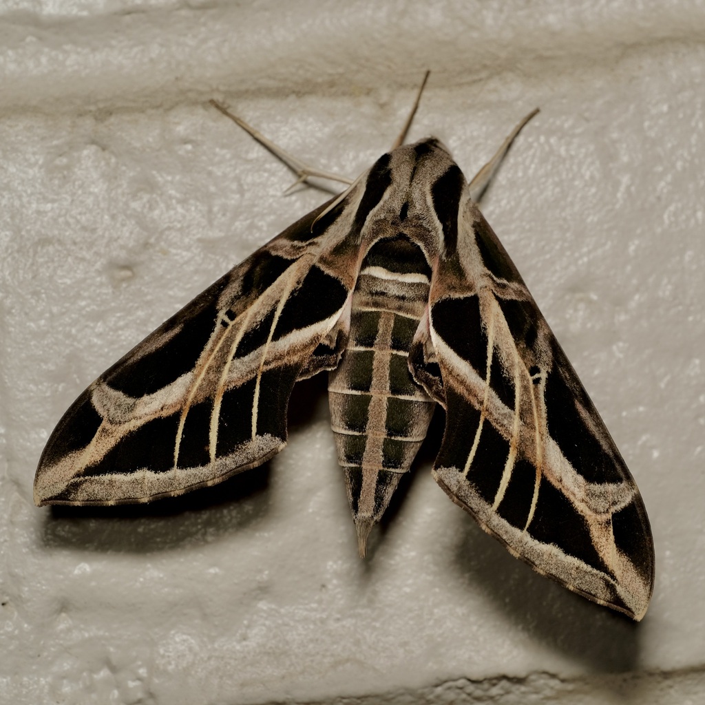Vine Sphinx in July 2023 by tadamcochran. Moth Week 2023 - 7/30/2023 ...