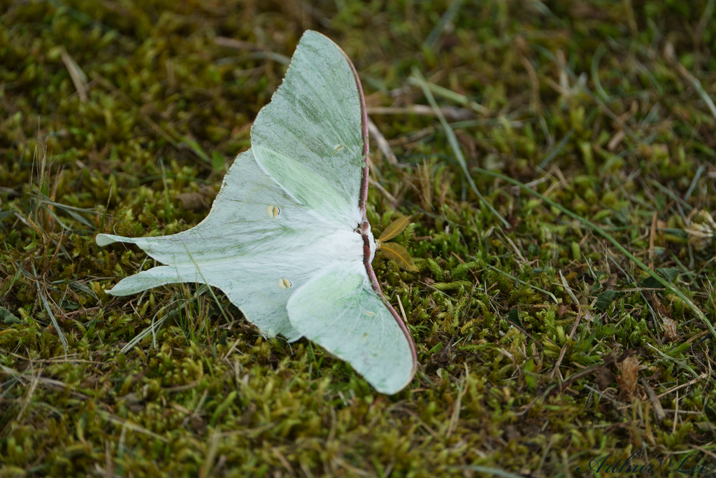 Actias aliena aliena from Tatsukobu, Kushiro, Kushiro District ...