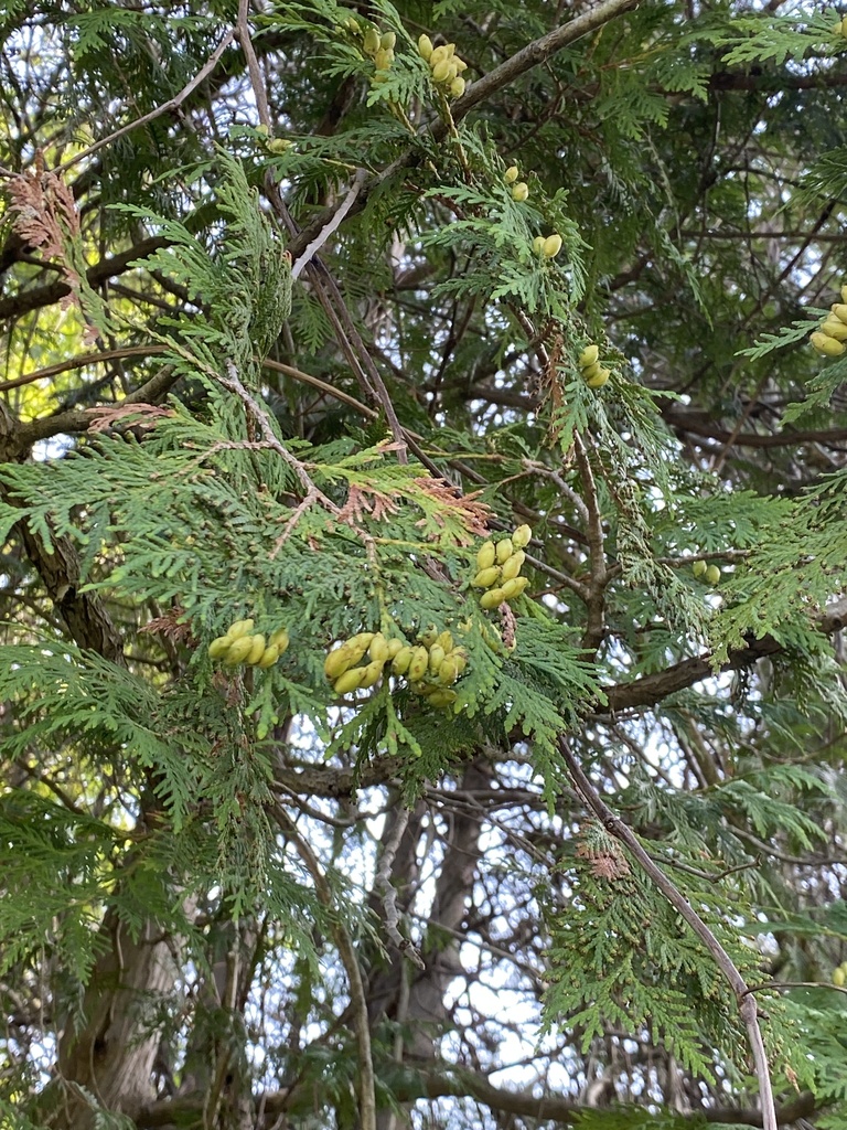 northern whitecedar from Goose Ln, Delmar, NY, US on July 31, 2023 at ...