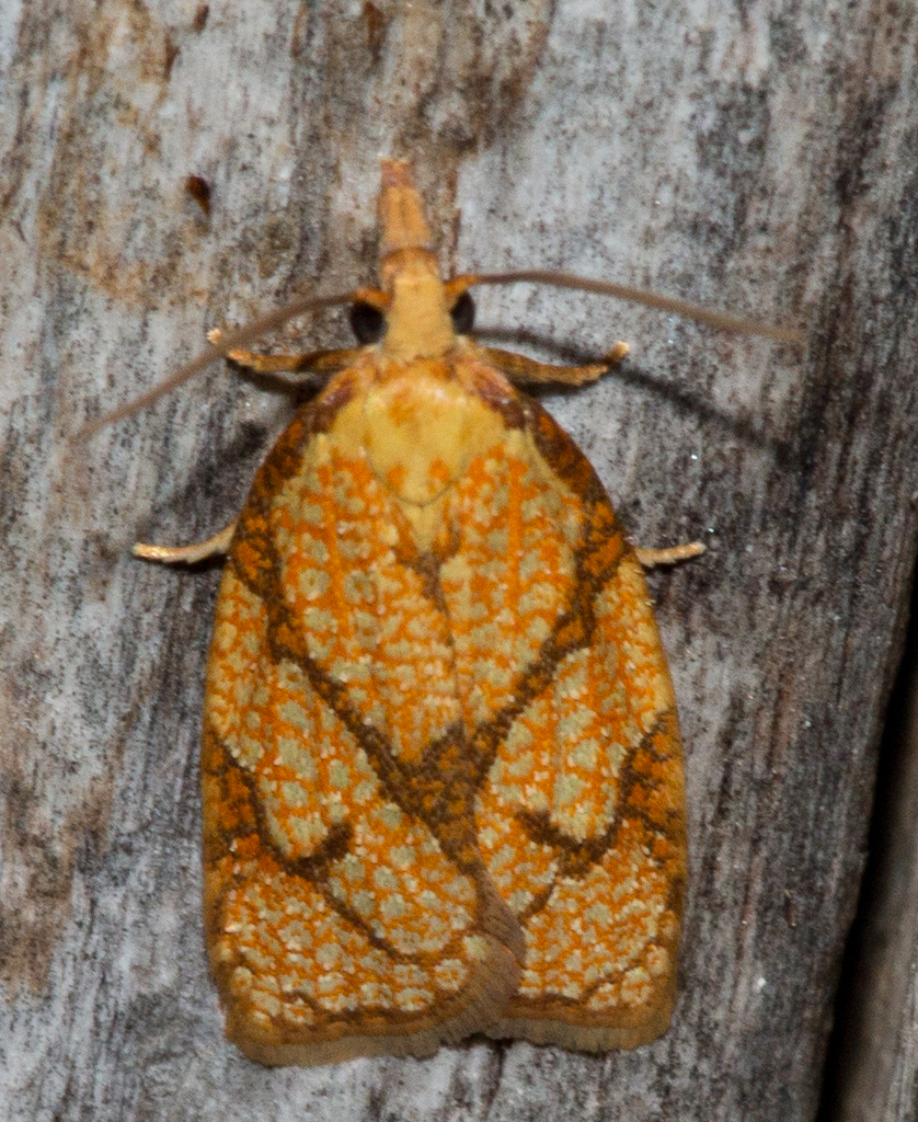 Reticulated Fruitworm Moth from Washington County, VT, USA on July 30 ...
