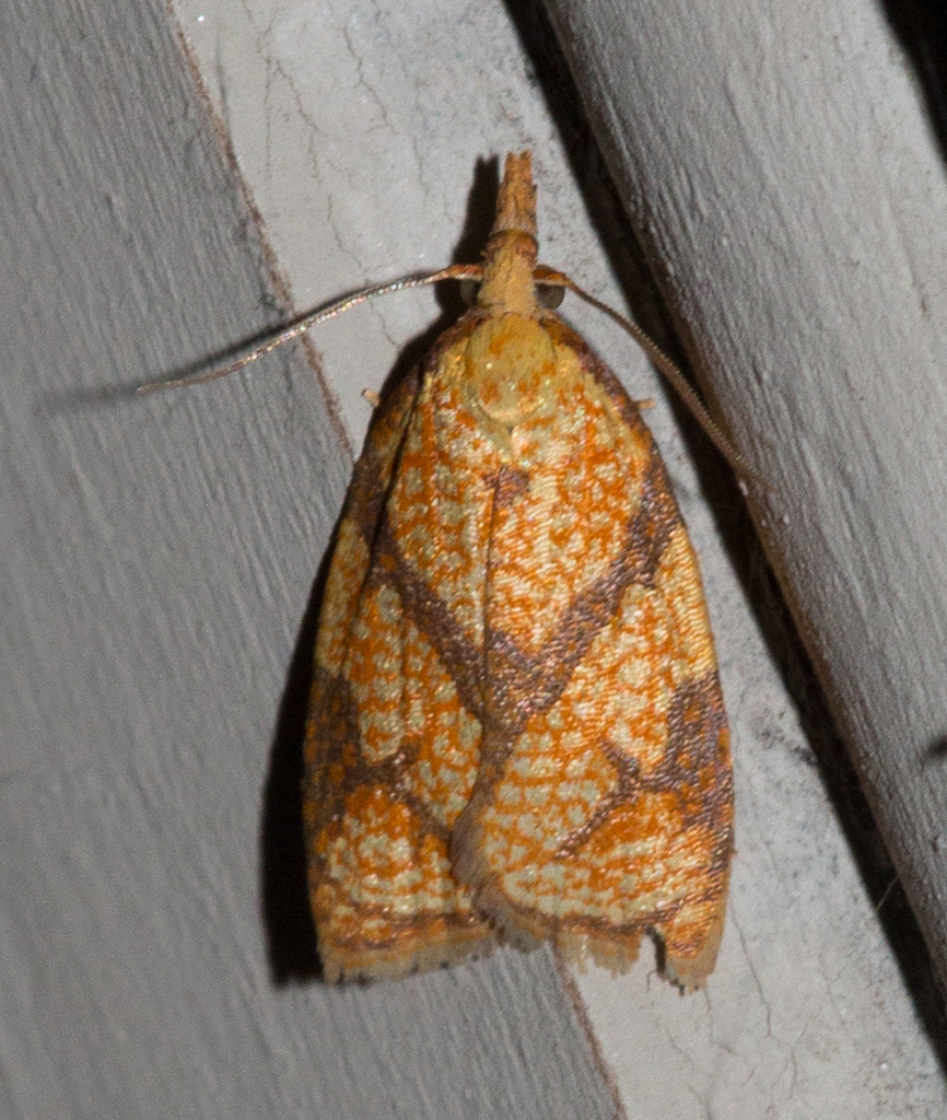 Reticulated Fruitworm Moth from Washington County, VT, USA on July 31 ...