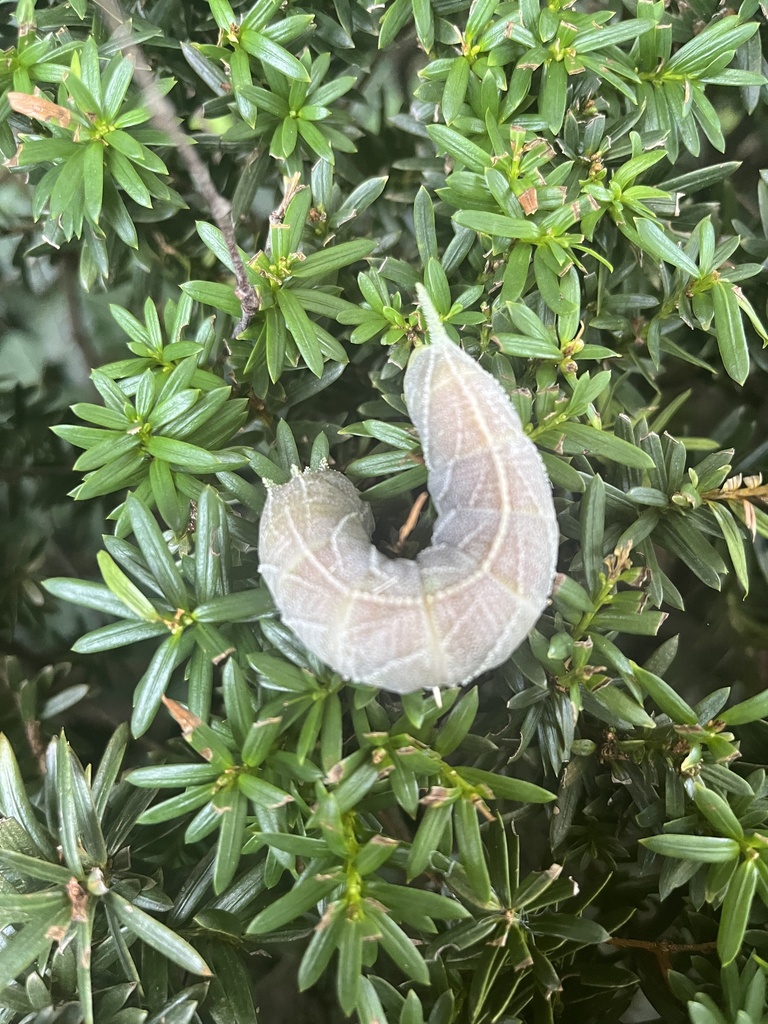 Elm Sphinx from Pearl St, Providence, RI, US on July 31, 2023 at 08:50 ...