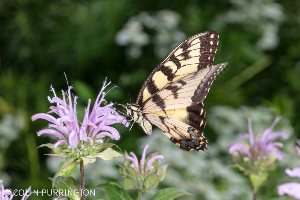 Eastern Tiger Swallowtail from Delaware County, PA, USA on July 30 ...