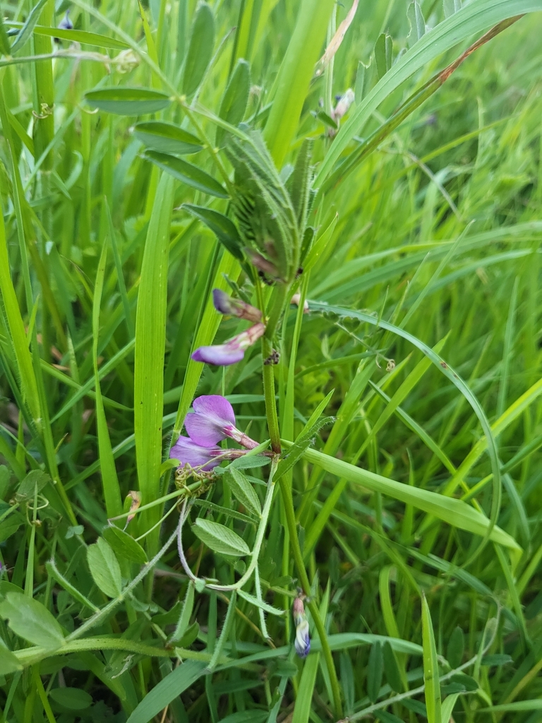 Vetches from Eastleigh, UK on May 16, 2023 at 08:26 PM by Bee Tree ...