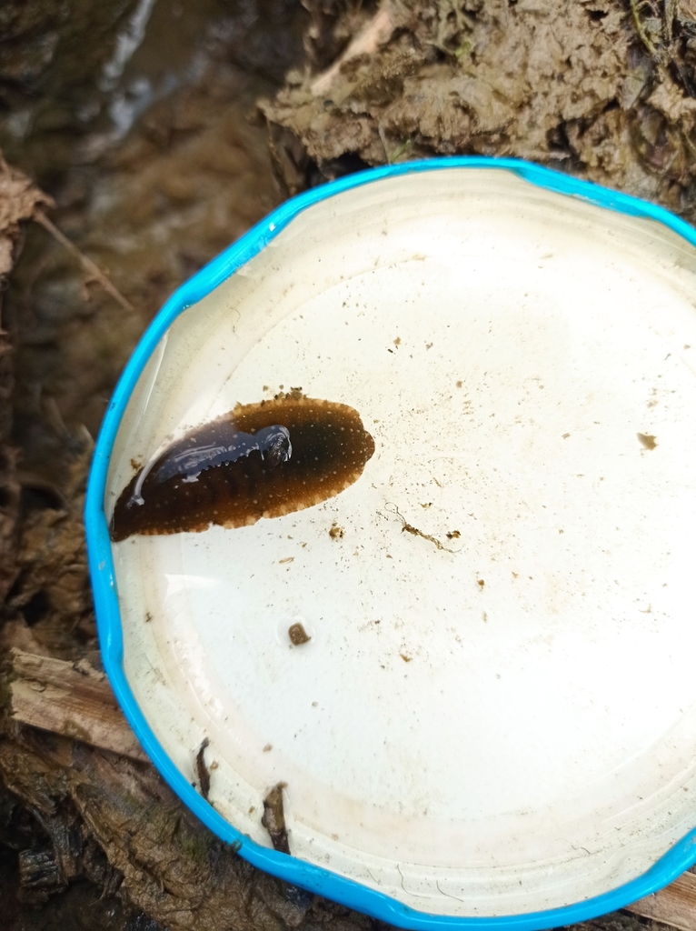 Duck Leech from 55600 Thonnelle, France on June 14, 2023 by éclairocafé. Trouvé dans une mare de ...