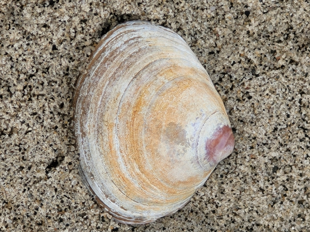 Arctic Surfclam from Greenland on July 31, 2023 at 11:22 AM by Martyn ...